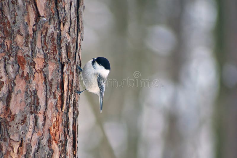 Willow Tit in Forest. Parus Montanus. Stock Image - Image of birds ...