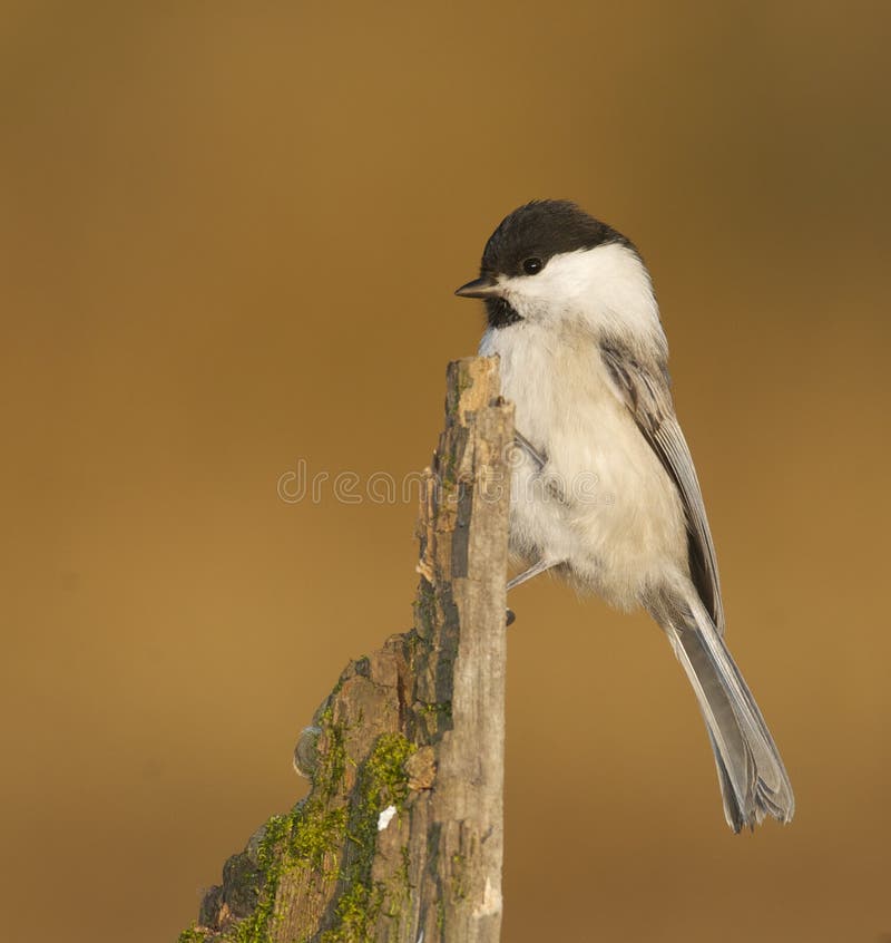 Willow Tit stock photo. Image of watching, tree, tiny - 20840928