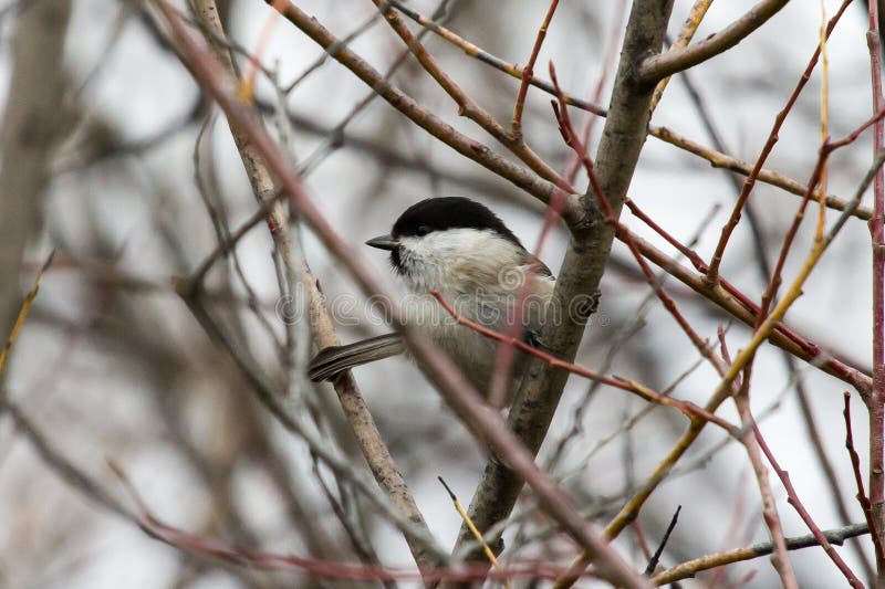 Willow tit stock image. Image of branches, willow, montanus - 62847313