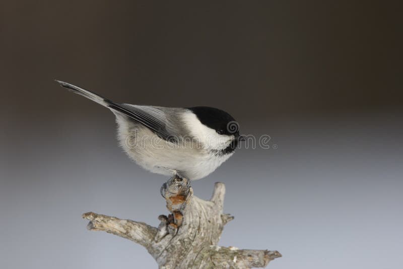 Willow Tit, Parus Montanus Borealis Stock Photo - Image of snowy, parus ...