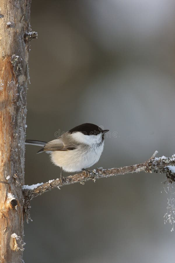 Willow Tit, Parus Montanus Borealis Stock Image - Image of wildlife ...