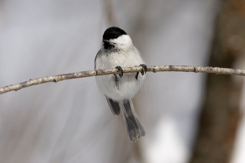 Willow tit, Parus montanus stock photo. Image of parus - 33592562