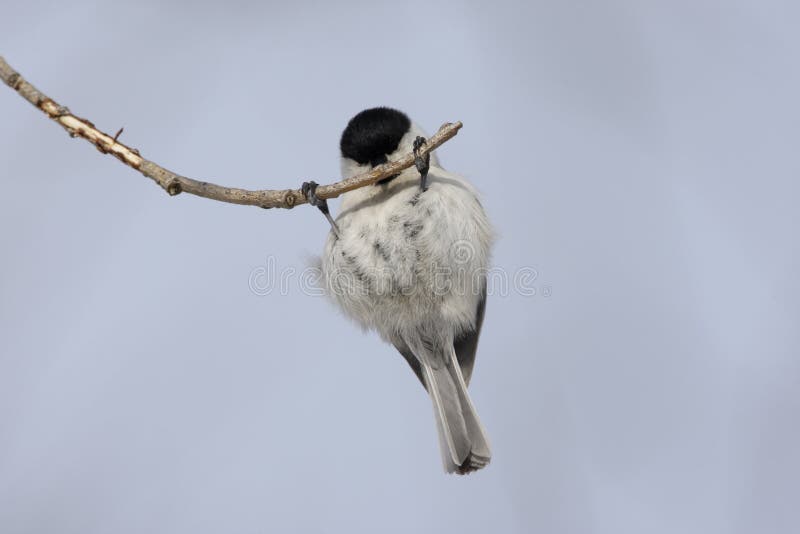 Willow tit, Parus montanus stock image. Image of winter - 33592569