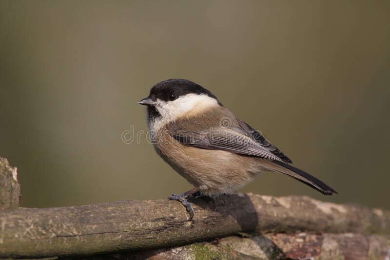 Willow Tit - Parus Montanus Stock Image - Image of nature, willow: 47598807