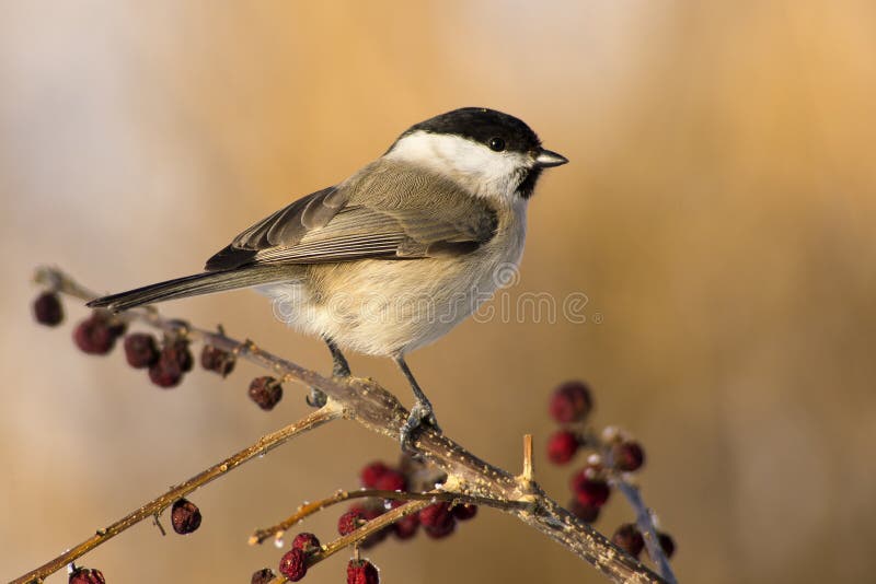 Willow Tit (Poecile Montanus) Stock Image - Image of ornithology ...