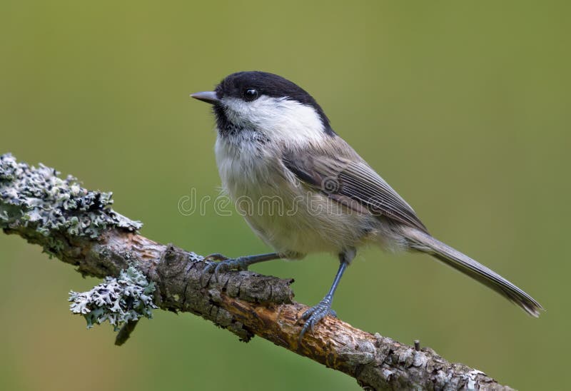 Willow Tit Poecile Montanus Good Looking Posing on an Old Lichen ...