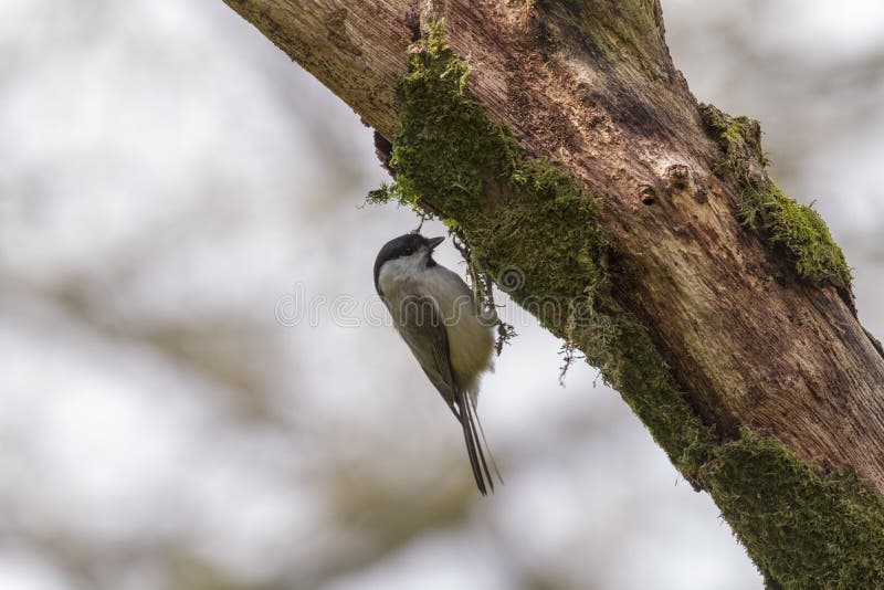 Willow Tit (Poecile Montanus) Stock Photo - Image of tree, bird: 33971954