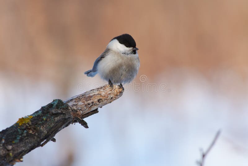 Willow Tit Sitting on the End of a Branch without Bark. Stock Image ...