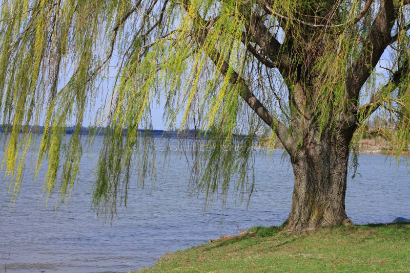 Weeping Willow Tree by the Lake in the Park Stock Photo - Image of wind ...
