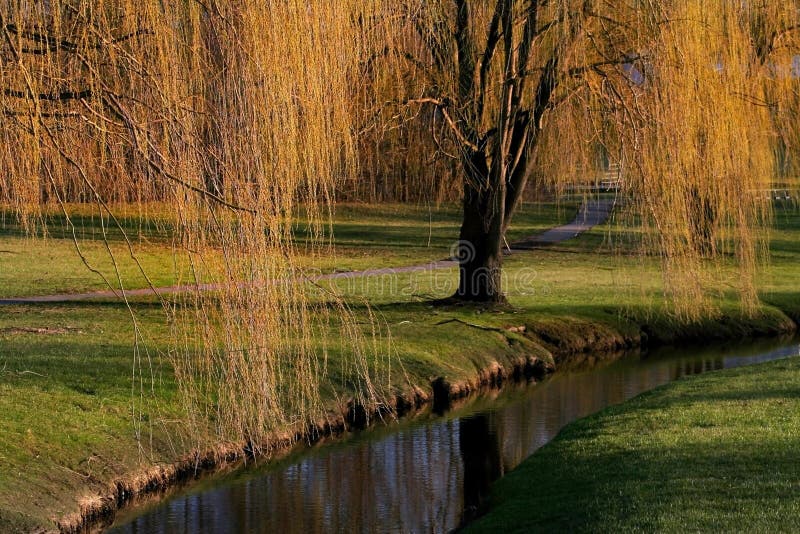 Willow Tree Picture. Image: 2200453