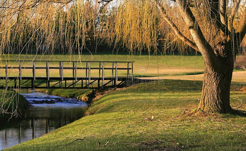 Willow Trees Landscape stock photo. Image of tree, countryside - 5026874