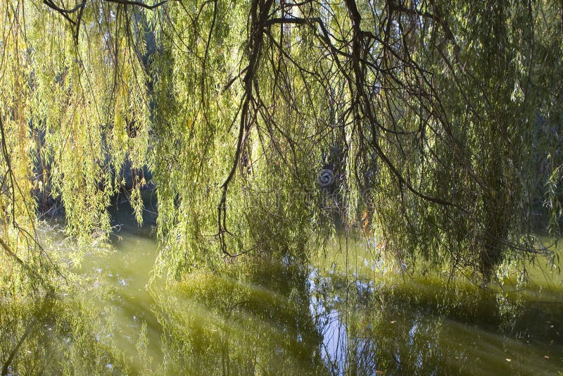 Willow tree stock image. Image of mirror, pool, pasture - 4362331