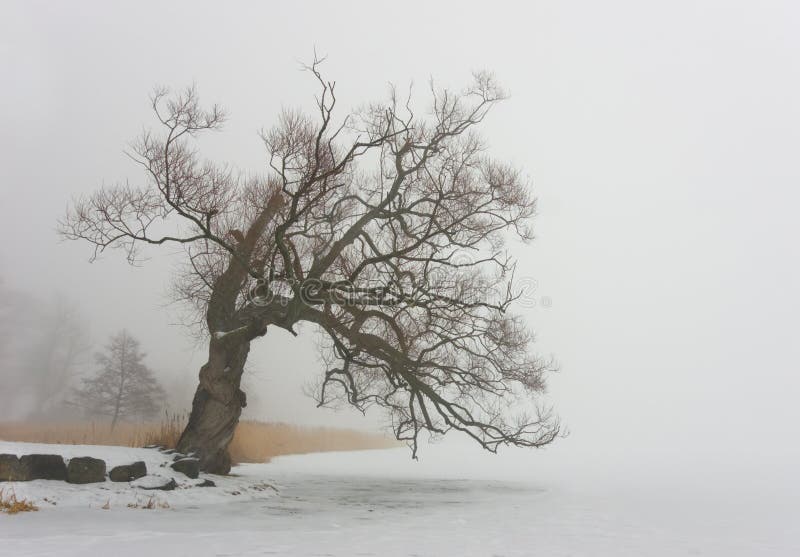 Willow tree stock photo. Image of mist, nature, beautiful - 8210320