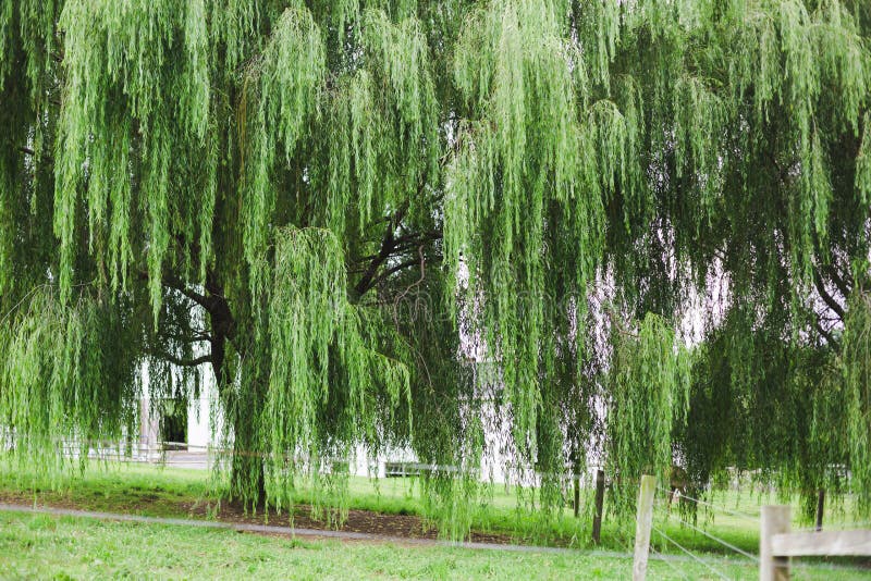 Weeping Beech Tree stock image. Image of green, yard - 13785751