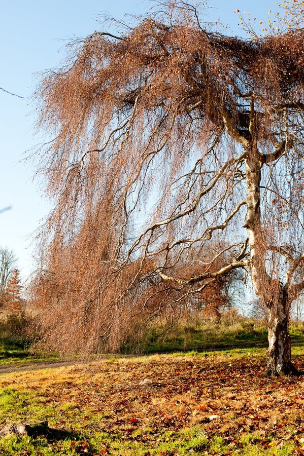 Willow Tree in the Autumn Season Stock Image - Image of blue, branch ...