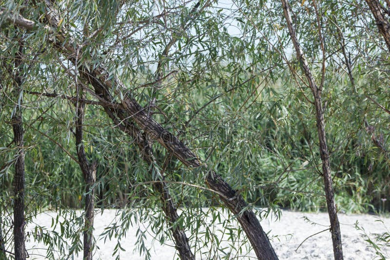 Willow tree stock image. Image of natural, beach, heat - 79693901