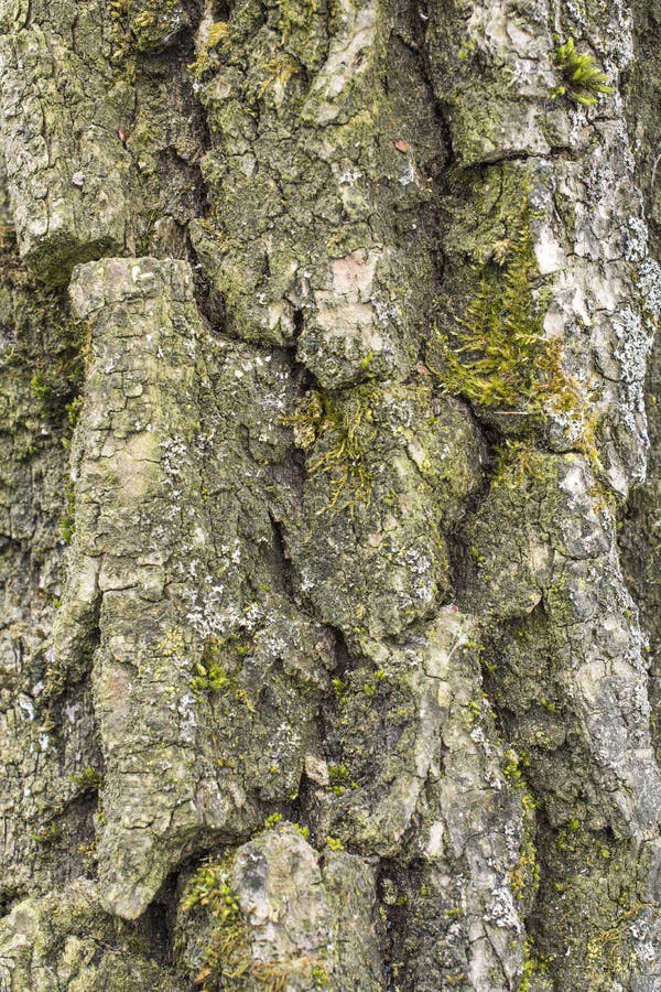 Willow tree bark stock photo. Image of forest, nature - 51410856