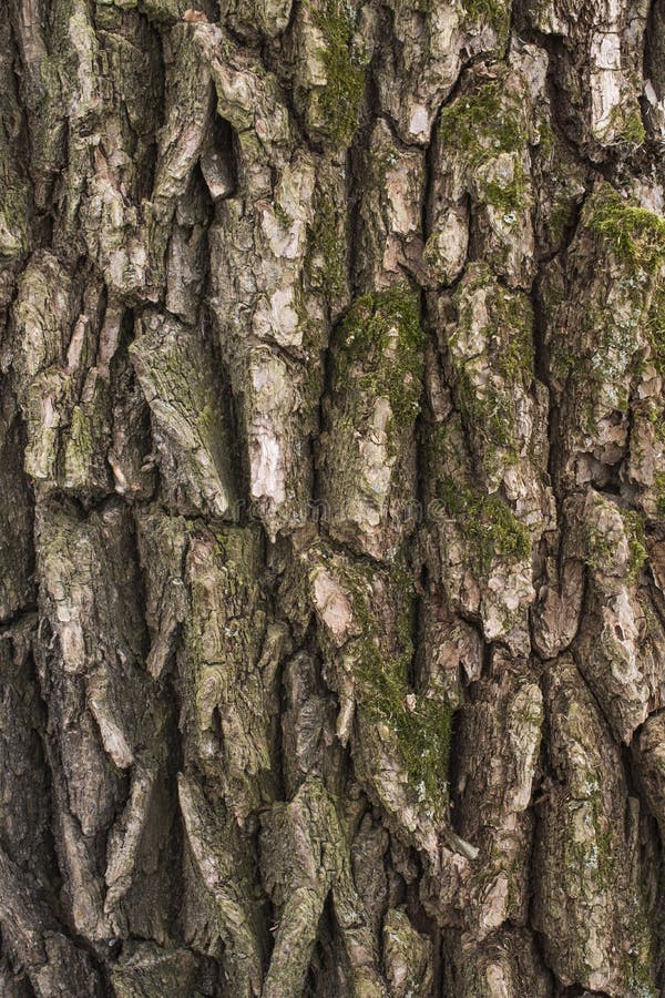 Willow tree bark stock photo. Image of bark, plant, moss - 51411382
