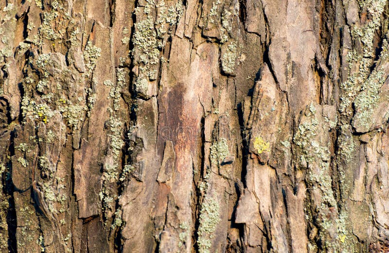 Willow tree bark stock image. Image of forrest, abstract - 64154599