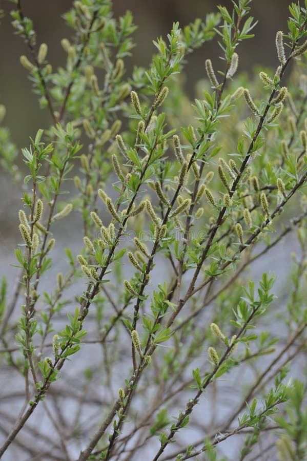 Willow stock photo. Image of foliage, macro, nature, garden - 93887350