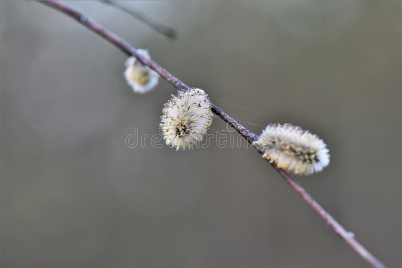 Willow Tree Bloom. Branch with Buds of a Willow Close Up Stock Image ...