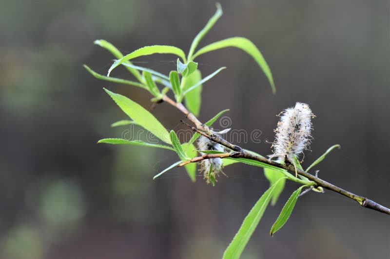 Willow Tree Bloom. Branch with Buds of a Willow Close Up Stock Photo ...