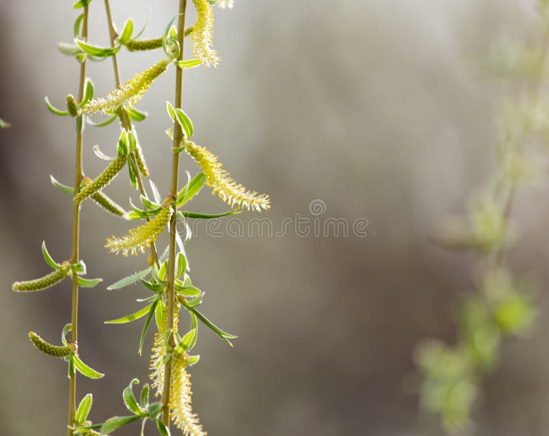 Willow Tree in Bloom on Nature Stock Photo - Image of fairy, forest ...