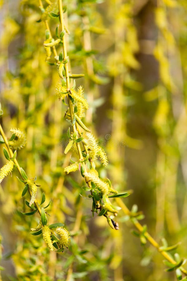 Willow Tree in Bloom on Nature Stock Photo - Image of outdoors, salix ...