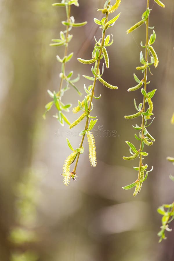 Willow Tree in Bloom on Nature Stock Photo - Image of beautiful, rural ...
