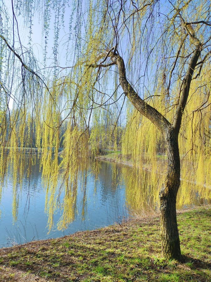 Young Willow tree on lake stock image. Image of sanctuary - 15633759