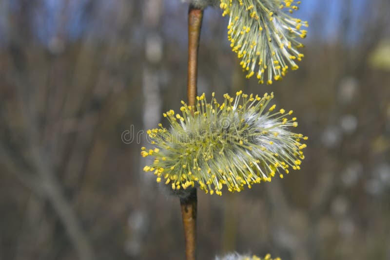 Willow Tree Blooming in Early Spring Stock Photo - Image of blooming ...