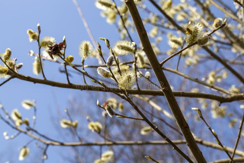 A Willow Tree Blooming in the Spring Season Stock Photo - Image of park ...