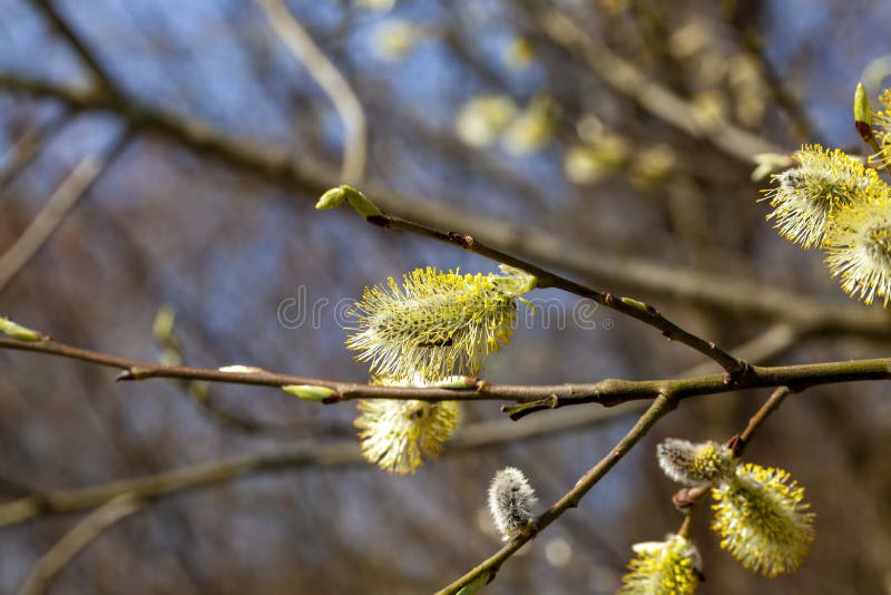 A Willow Tree Blooming in the Spring Season Stock Photo - Image of ...