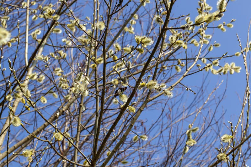 A Willow Tree Blooming in the Spring Season Stock Photo - Image of leaf ...