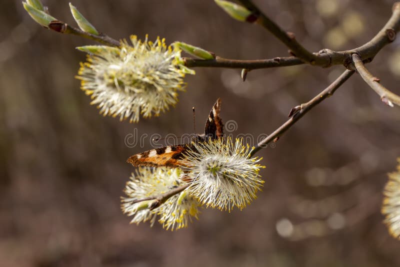 A Willow Tree Blooming in the Spring Season Stock Photo - Image of ...