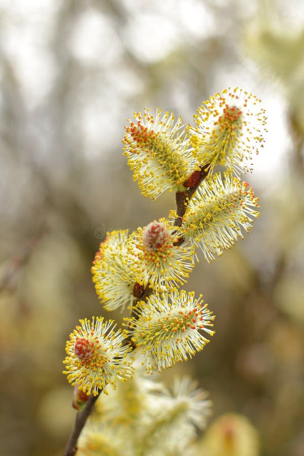 Bloom on Tree, First Spring Flowers Stock Photo - Image of green ...