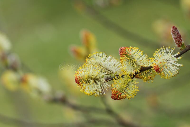 Bloom on Tree, First Spring Flowers Stock Photo - Image of natural ...