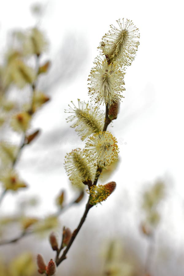Bloom on Tree, First Spring Flowers Stock Photo - Image of plant ...