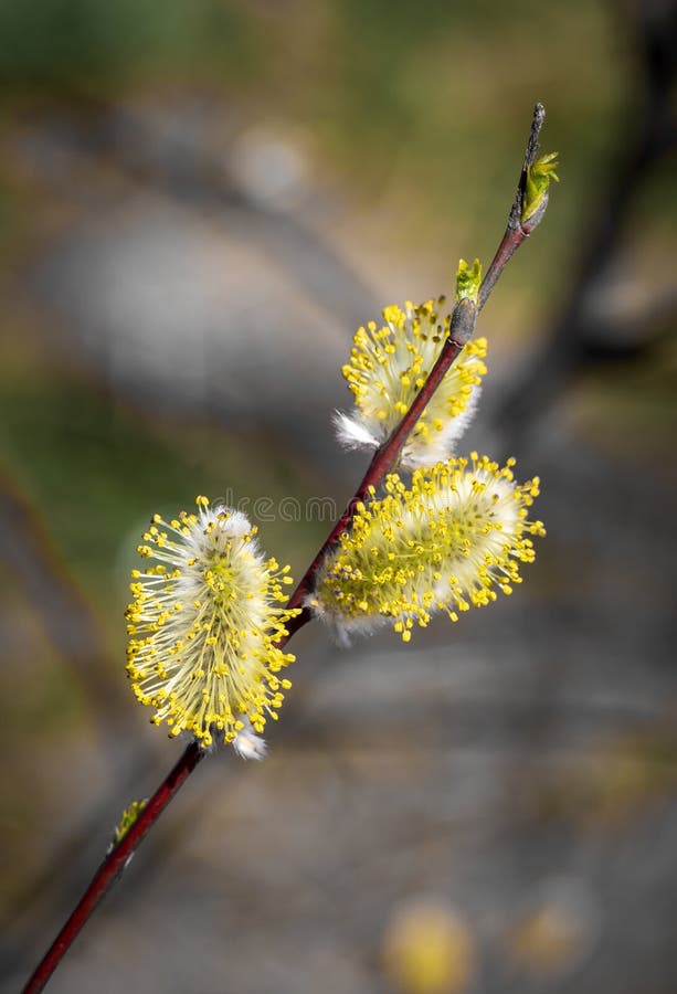 Willow Tree Branch on Early Spring . Stock Photo - Image of flora ...