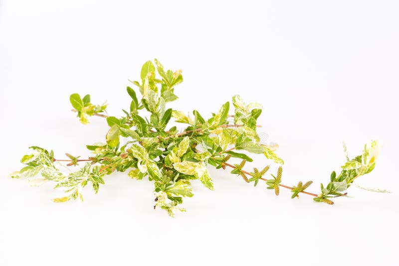 Willow Tree Branch Isolated Stock Image - Image of branch, design: 54601289