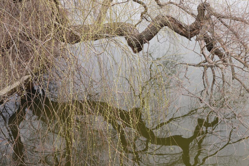 Willow Tree Branch Reflects in a Lake Stock Image - Image of lawn ...