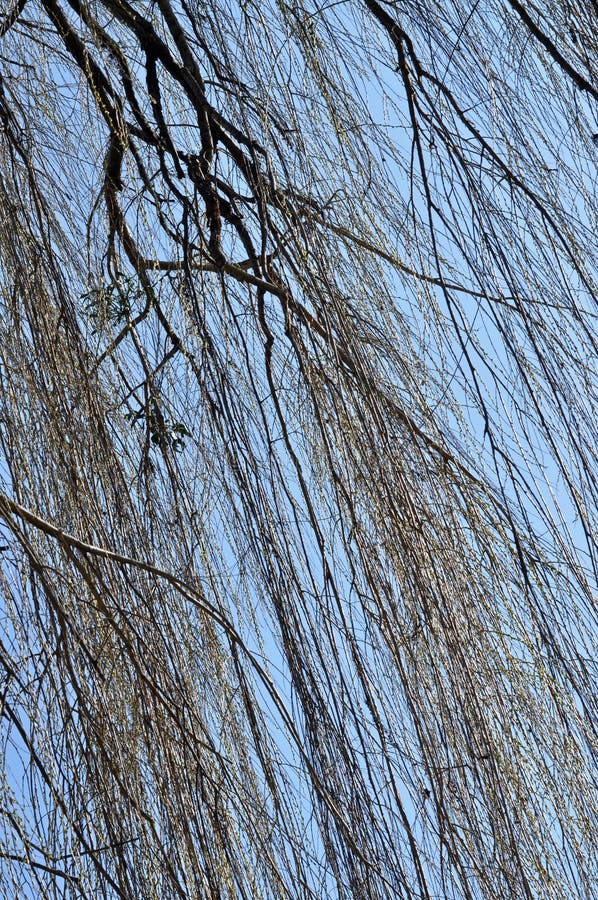 Willow Tree Branch in the Spring Stock Photo - Image of branch, blossom ...