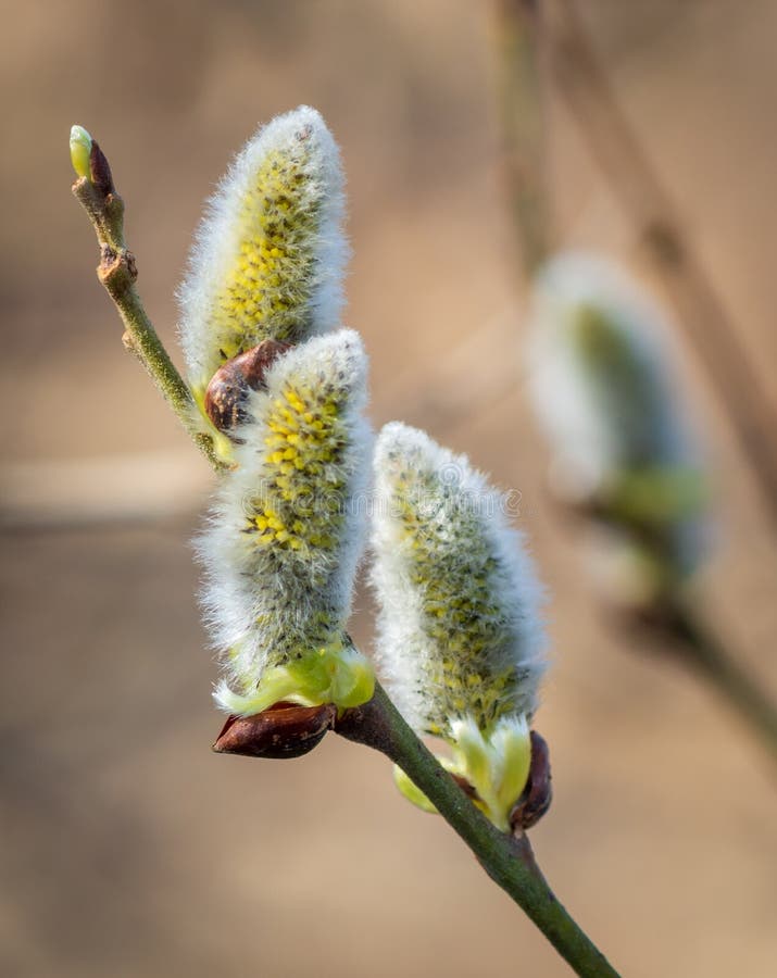 Icy willow tree stock photo. Image of frederick, willow - 141406548