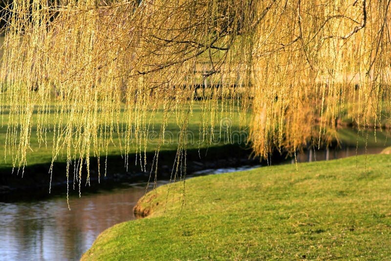 Willow Trees Landscape stock photo. Image of tree, countryside - 5026874
