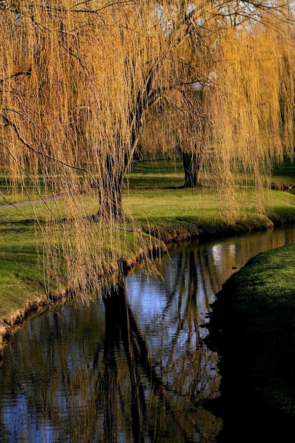 Weeping Willow Tree In Fall