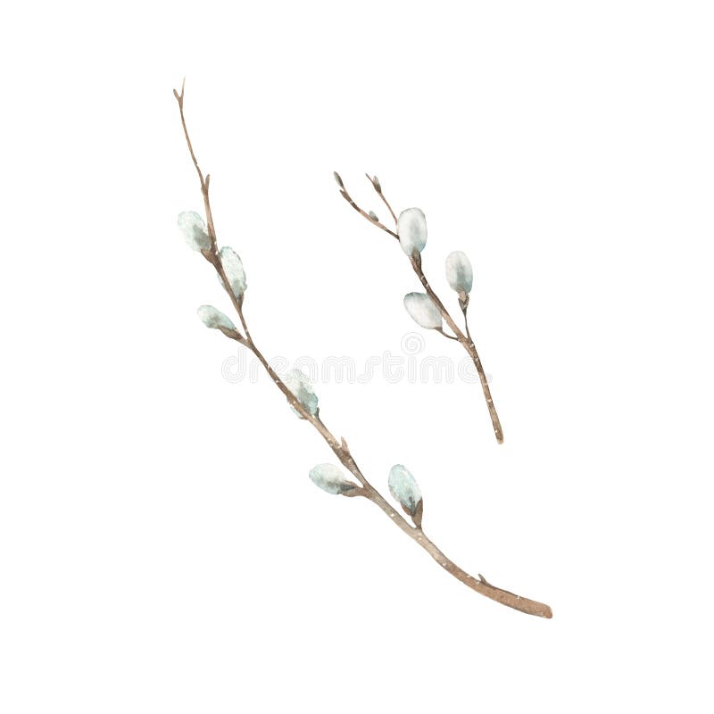 Willow Tree Branches with Buds in Spring Hand Drawn with Watercolor ...