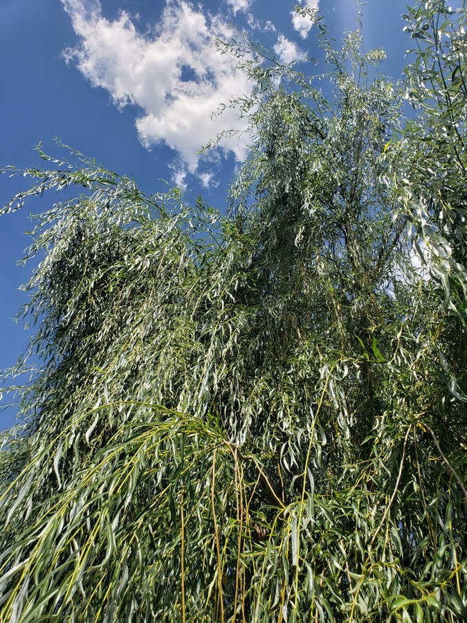 Willow Tree Branches Draping Downward Stock Photo - Image of tree, grow ...