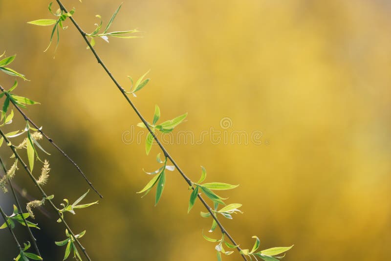 Willow Tree Branches Fluttering in the Wind Stock Image - Image of ...