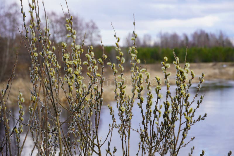 Willow Tree Branches in Spring with Swollen Buds Near River Stock Photo ...