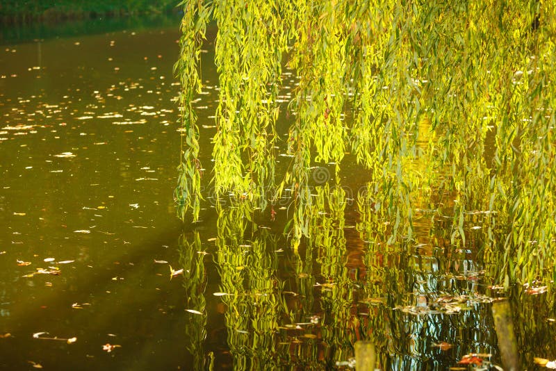 Willow Tree Branches Touching Green Water Stock Photo - Image of water ...